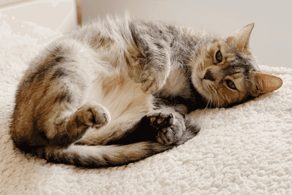 Why Do Cat Have Diarrhea? Common Causes & When It's Serious | 100% ...