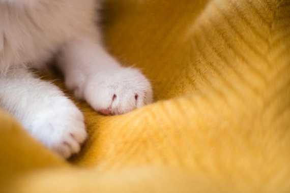 Why do Cats Smurgle | What is Kneading? | 100% Committed to Your Cats ...