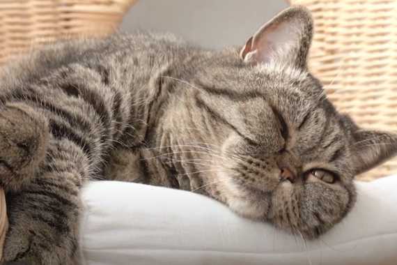 Why My Cat Has Watery Eyes and Do I Need to Visit a Vet? | 100% ...