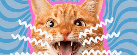 Why Is Cat so Vocal? 6 Reasons Why Your Cat Over-Vocalizes | 100% ...