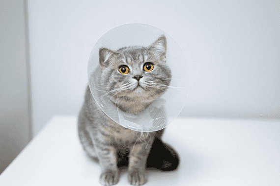 What Happens When Cats Get Neutered? All You Need To Know | 100% ...