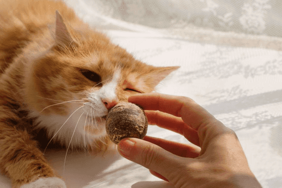 What Happens When Cats Eat Catnip? Here Are The Benefits | 100% Committed to Your Cats: Breeds ...