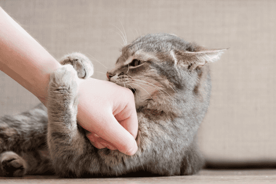 Is Cat Bite Dangerous? Treatment And When To Get Help | 100% Committed ...