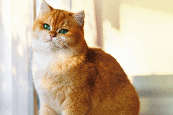 What Cat Breed Is Garfield? 13 Possibile Breeds | 100% Committed to ...