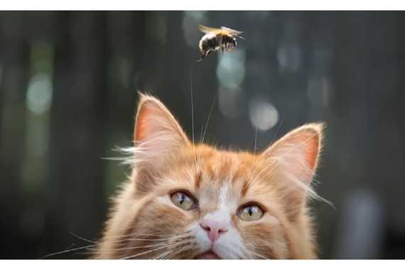 Top 10+ Reasons Why Cats Are the Best Pets | 100% Committed to Your ...