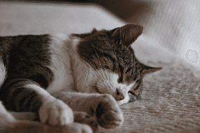 What Happens When A Cat Dies Naturally? 5 Signs You Need To Know | 100% ...