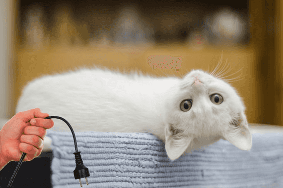 How To Keep Cat From Chewing Cords | 100% Committed to Your Cats ...