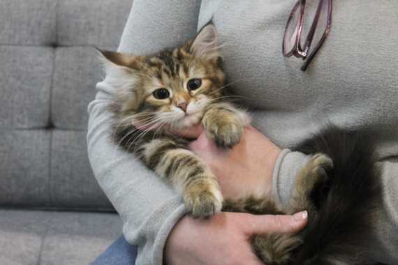 Understanding Cat Seizures | What to Do and How to Help | 100% ...
