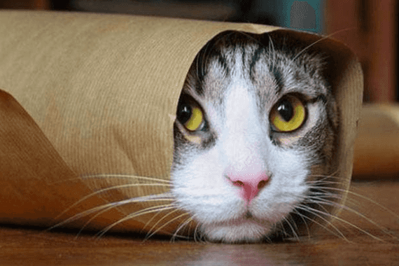 8 Reasons Why Are Cats So Funny 🐱 | 100% Committed to Your Cats: Breeds ...
