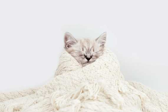 Is My Cat Too Cold? | 100% Committed to Your Cats: Breeds, Behavior ...