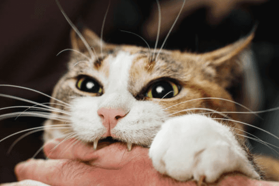 Is Cat Bite Dangerous? Treatment And When To Get Help | 100% Committed ...