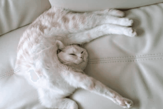 Why Are Cats So Flexible? Vet Explains | 100% Committed to Your Cats ...