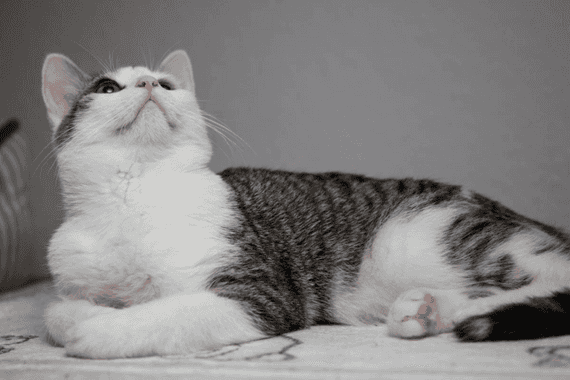 What to do if Your Cat is Choking? | 100% Committed to Your Cats ...