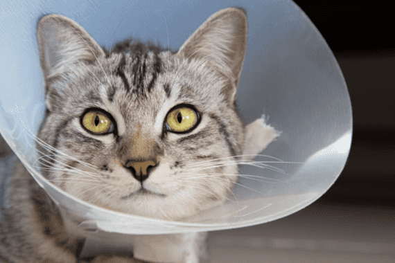 What Happens When Cats Get Neutered? All You Need To Know | 100% ...