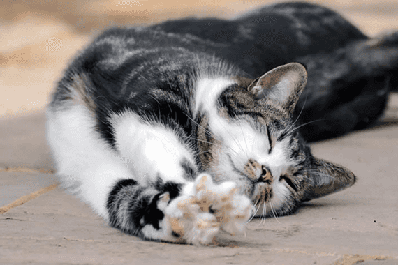 Why Are Cats So Flexible? Vet Explains | 100% Committed to Your Cats ...