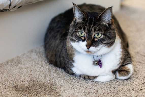 Why Would a Cat Pee Blood? Understanding Urinary Blockage in Cats 🐱 ...