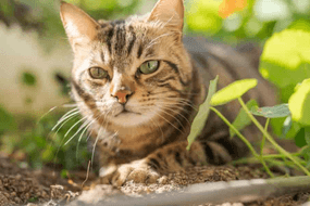 Is Cat Poop Good Fertilizer? Benefits And Risks | 100% Committed to ...