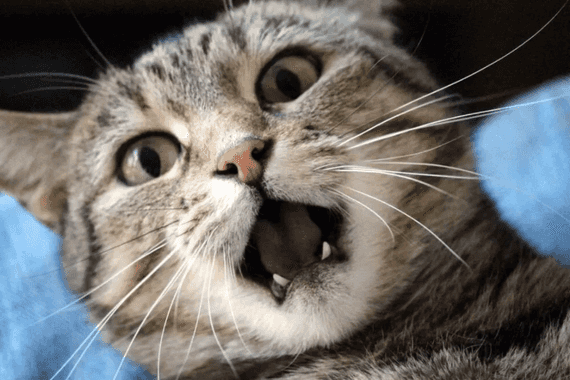Why Does Your Cat Act So Weird? Explained By Experts | 100% Committed ...