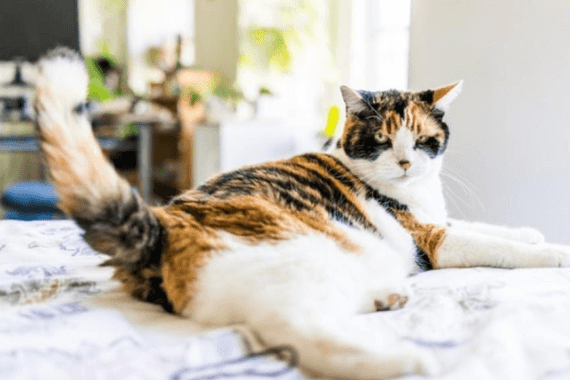 What Does It Mean When Cats Wag Their Tails? | 100% Committed to Your ...