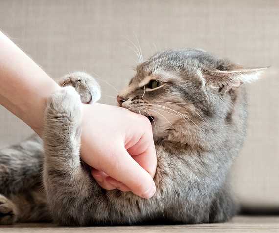 Understanding Why Cats Bite and How to Prevent It | 100% Committed to ...