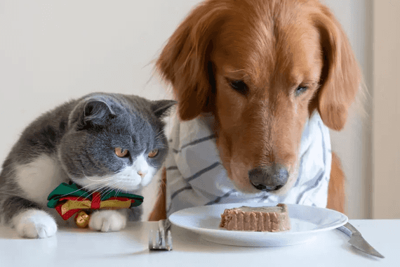 What Are The Differences Between Cat And Dog Food? | 100% Committed to ...