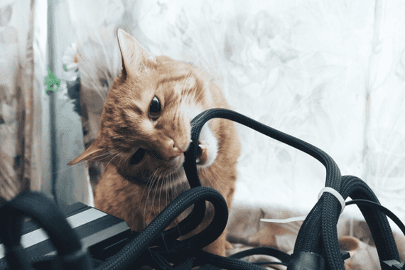 How To Keep Cat From Chewing Cords | 100% Committed to Your Cats ...