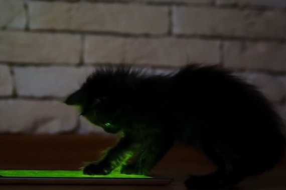 Why Cat Can See in the Dark? The Secret Of Feline Night Vision | 100% ...