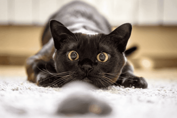Why Does Your Cat Act So Weird? Explained By Experts | 100% Committed ...