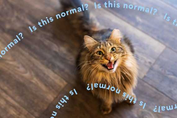 Why Is Cat so Vocal? 6 Reasons Why Your Cat Over-Vocalizes | 100% ...