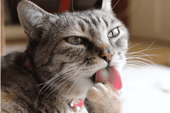 Why Would A Cat Drool? 7 Possible Reasons | 100% Committed to Your Cats ...