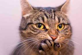 13 Amazing Facts About Cat Whiskers | 100% Committed to Your Cats ...