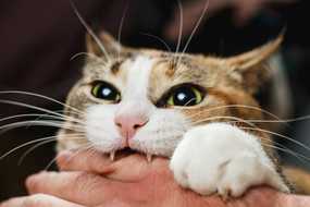 Understanding Why Cats Bite and How to Prevent It | 100% Committed to ...