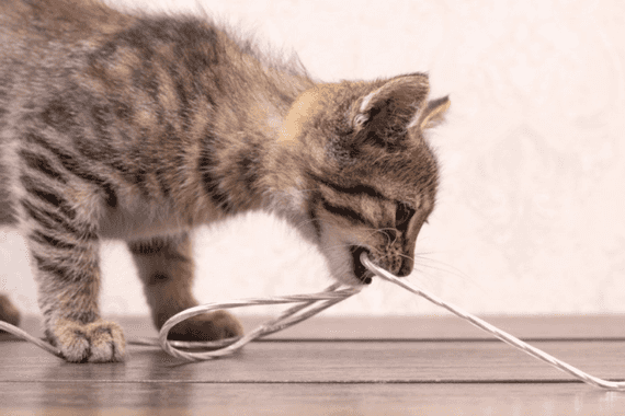 How To Keep Cat From Chewing Cords | 100% Committed to Your Cats ...
