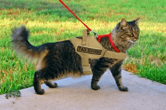 Why Can't Cats Be Service Animals? The Answer You Need To Know | 100% ...