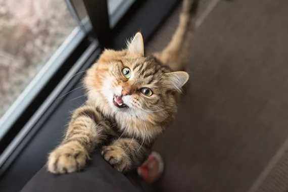 Why Is Cat So Vocal 6 Reasons Why Your Cat Over Vocalizes 100