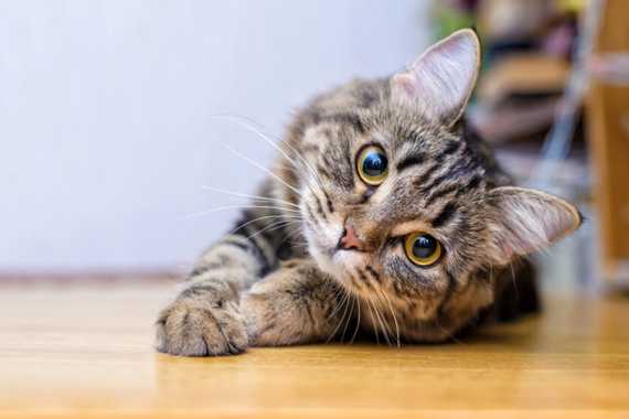 Is Cat a Good Pet? 🤔 | 100% Committed to Your Cats: Breeds, Behavior ...