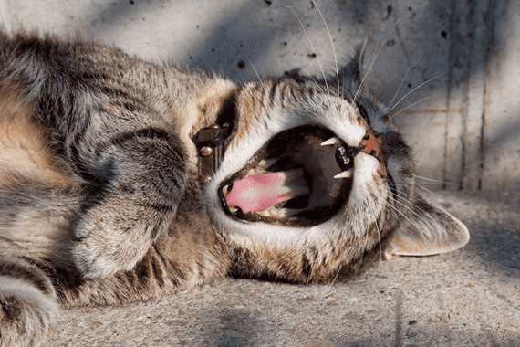 How To Fix Cats Bad Breath? Why And Remedies | 100% Committed to Your ...