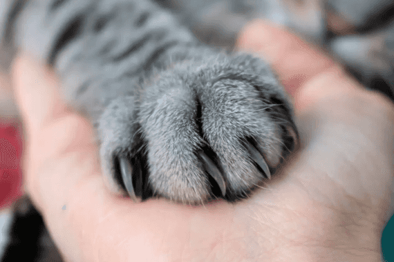 Can You Get Cats Declawed? You Need To Know | 100% Committed to Your ...