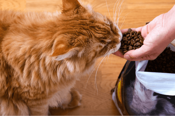 Why Is Cat Food So Expensive And What To Do About It | 100% Committed ...