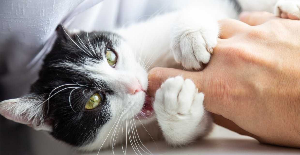 Understanding Why Cats Bite and How to Prevent It | 100% Committed to ...