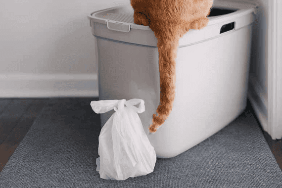 Is Cat Litter Biodegradable? Benefits And Risks | 100% Committed to ...