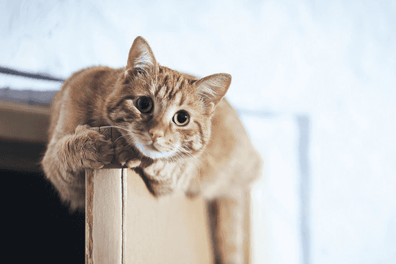 Why Are Cats So Flexible? Vet Explains | 100% Committed to Your Cats ...